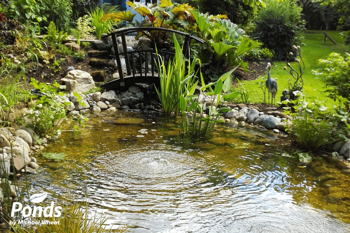 Beautiful Natural Ponds