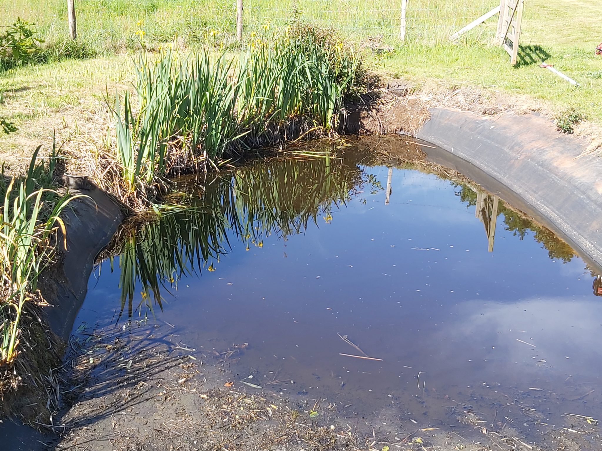 SwimPond Project - Surrey - Ponds By Michael Wheat