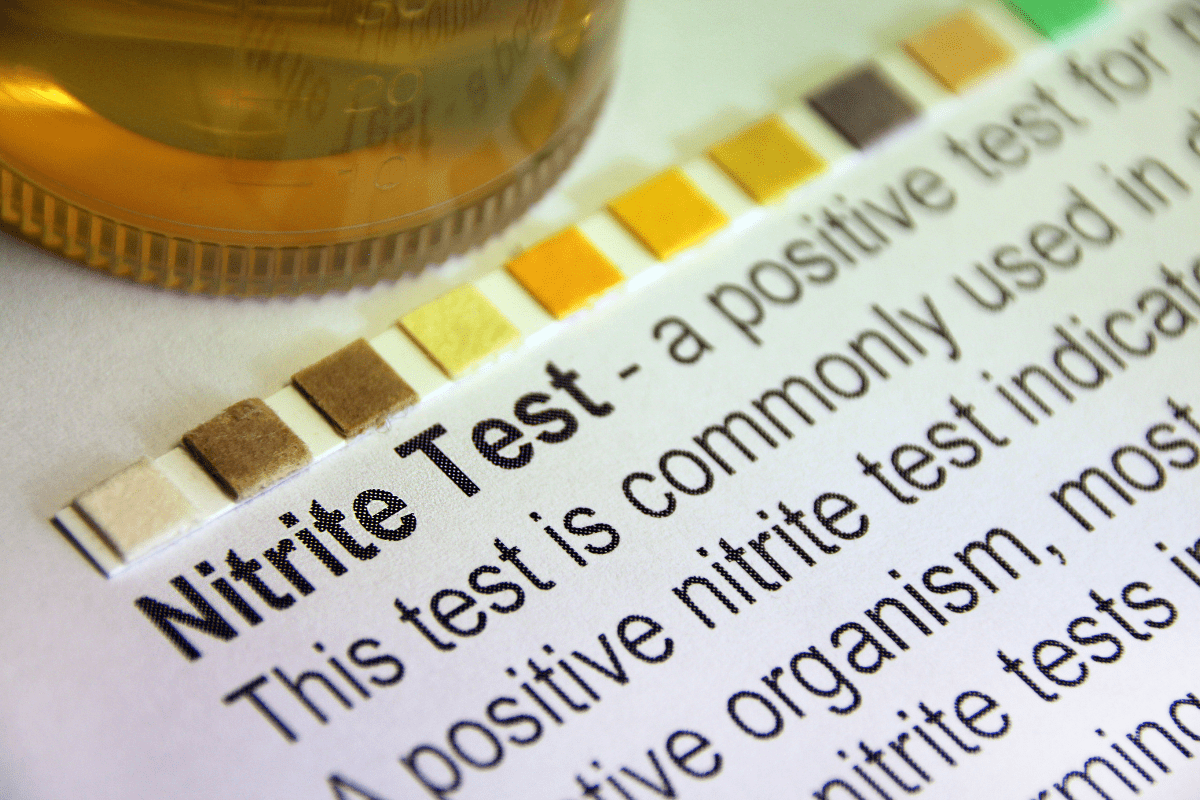 New Pond Syndrome: Understand & Manage Aquatic Imbalance