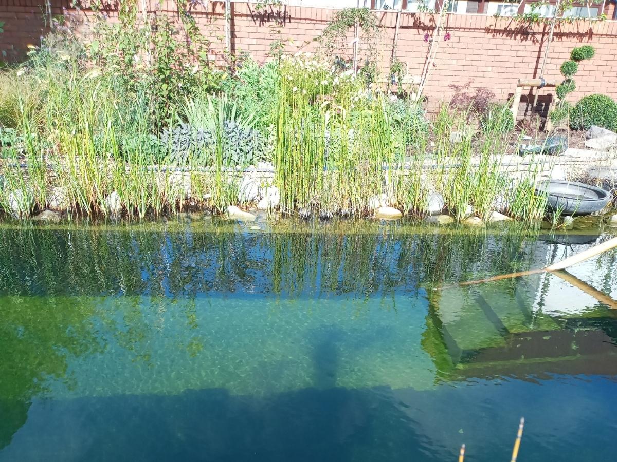 SwimPond Project - Bristol - Ponds By Michael Wheat