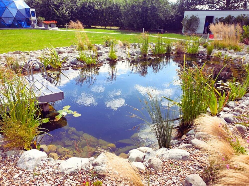 Commercial Swimming Pond Project - Essex - Ponds By Michael Wheat