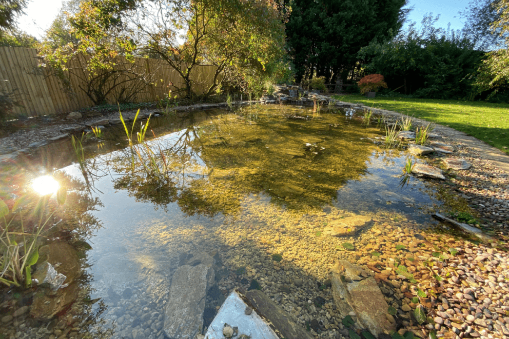 What Should I Put In The Bottom Of My Pond? (Expert Guide)