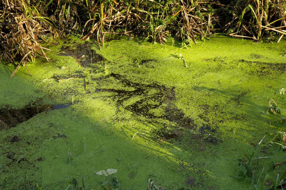 New Pond Syndrome: Understand & Manage Aquatic Imbalance