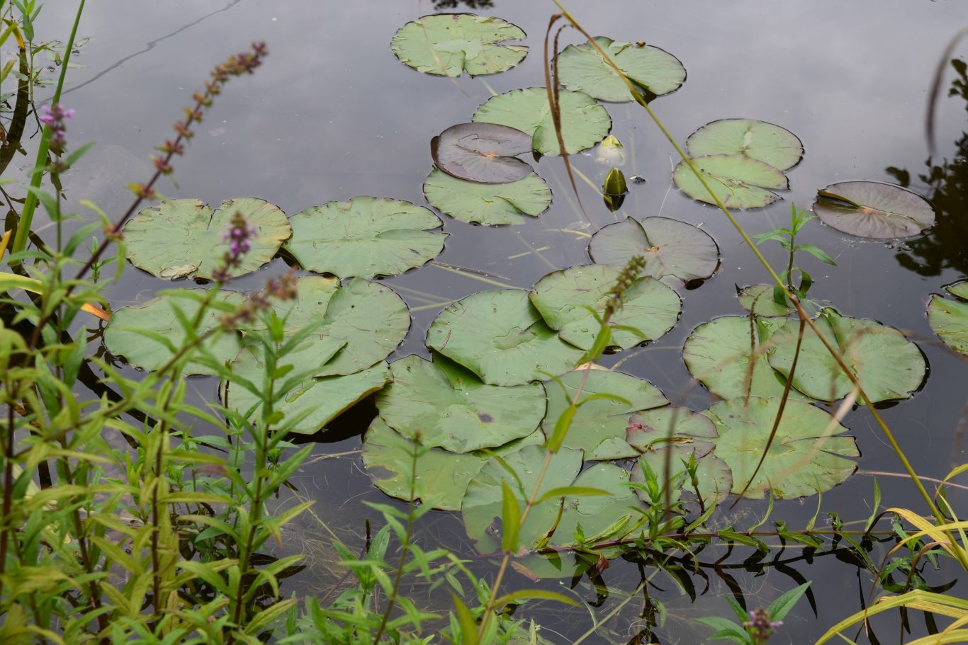 Best Pond Plants Benefits (Water & Aquatic Plants For Ponds)