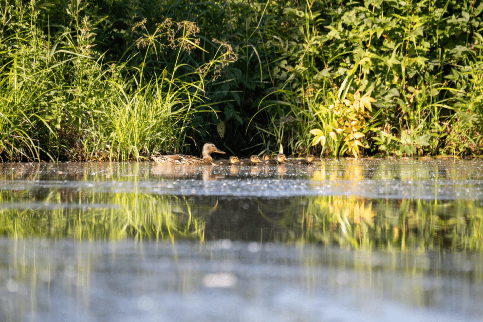 How Deep Should A Wildlife Pond Be? Essential Tips Revealed