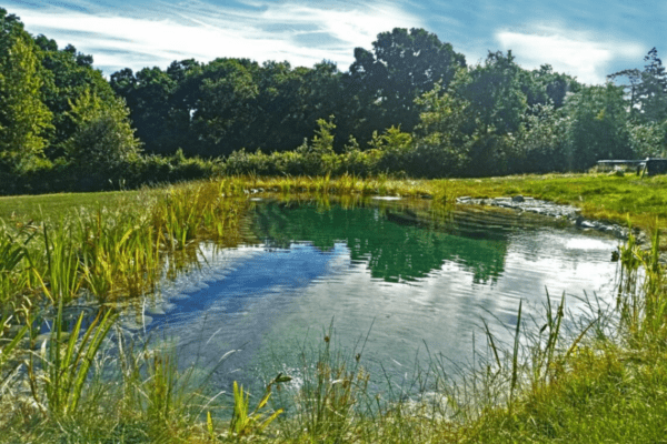 How To Build A Natural Swimming Pond: 7 Easy Steps & Advice