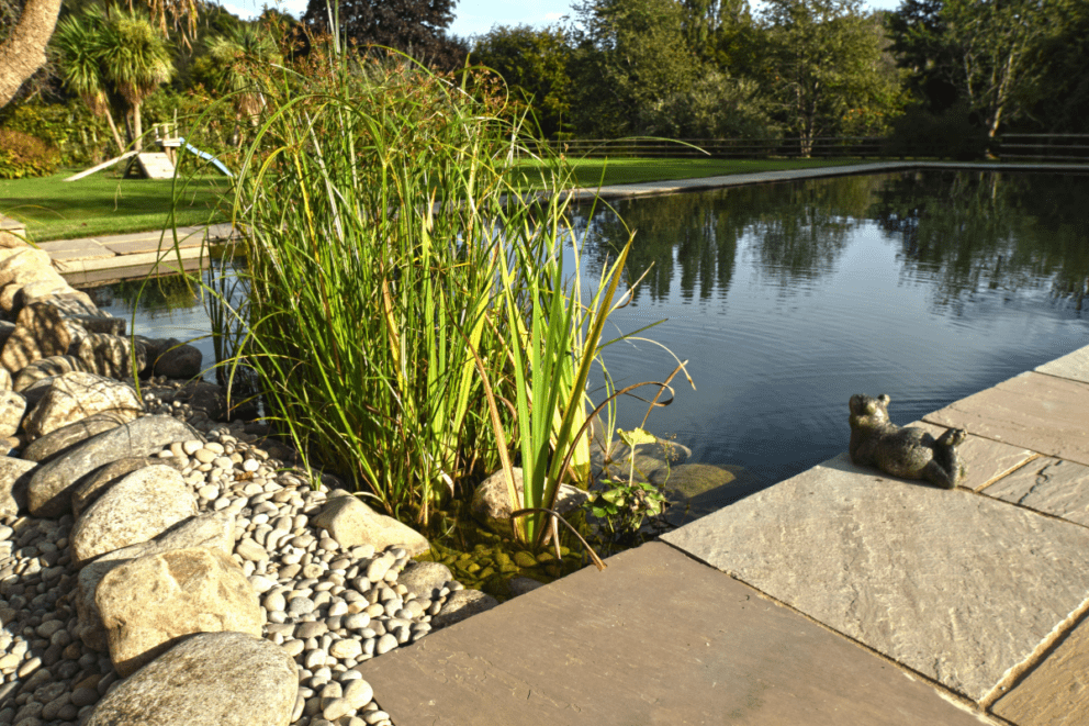 Pool To Pond Conversion Guide: Transforming Your Backyard