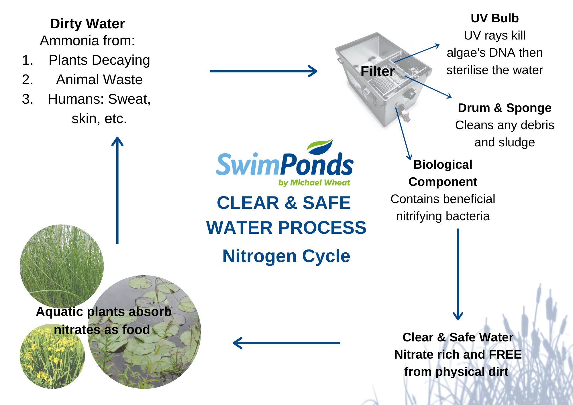 Natural Pond Filtration: Expert Guide: Clear SwimPond Water