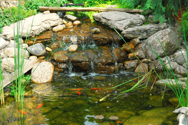Pond Ecosystem Explained: Learn Its Role & Fascinating Facts