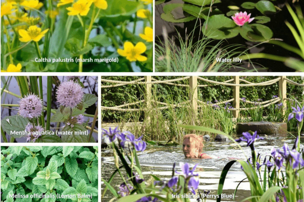 Best Pond Plants: Top 5 Picks For Different Pond Types