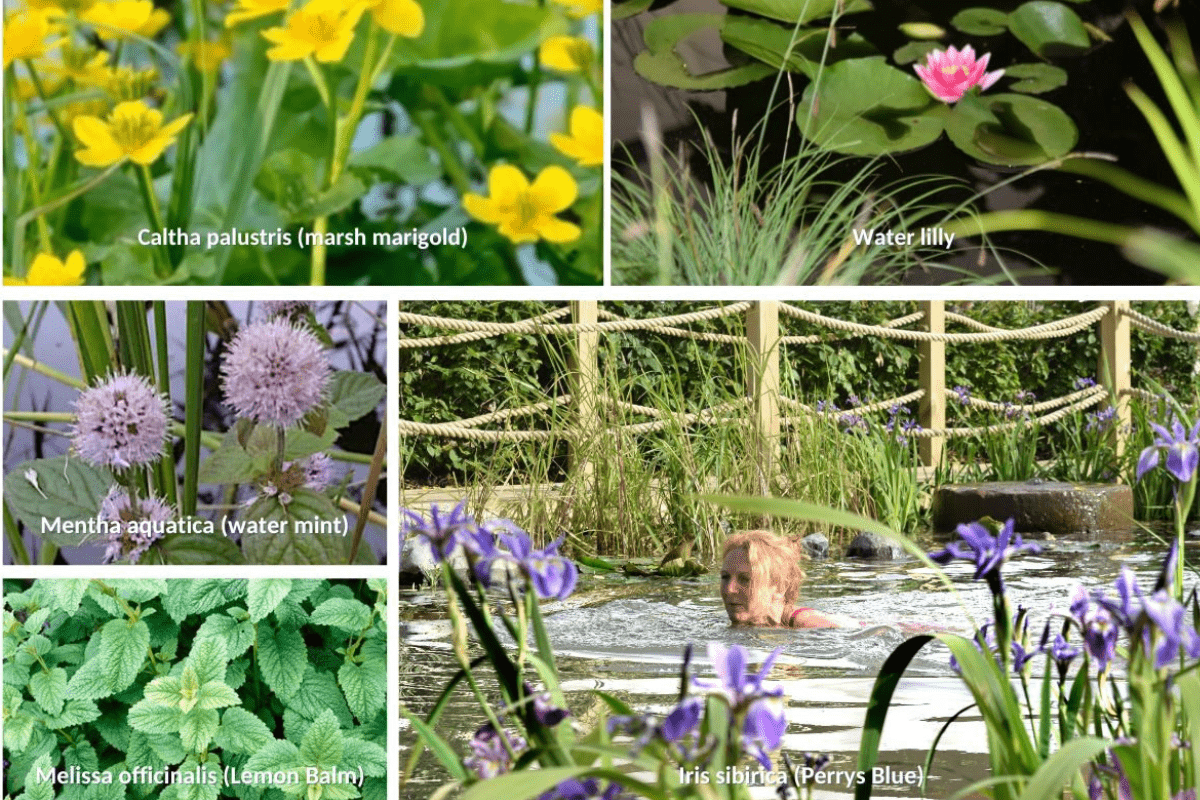 Best Pond Plants: Top 5 Picks For Different Pond Types