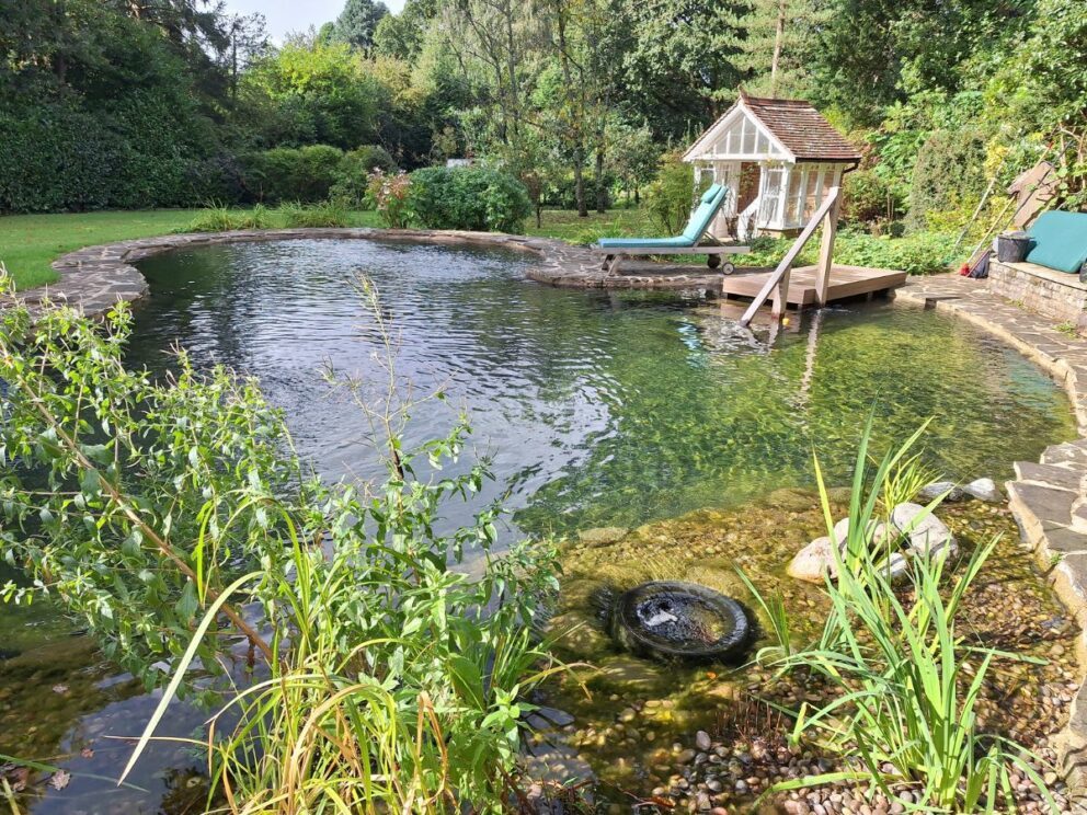 Pool To Pond Conversion Guide: Transforming Your Backyard