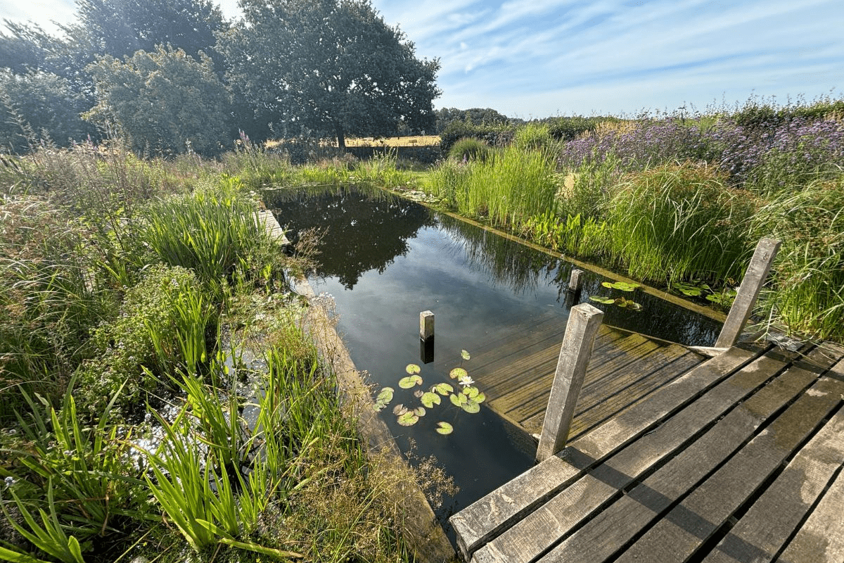 Swimming Pond For Great Crested Newts: The Perfect Habitat