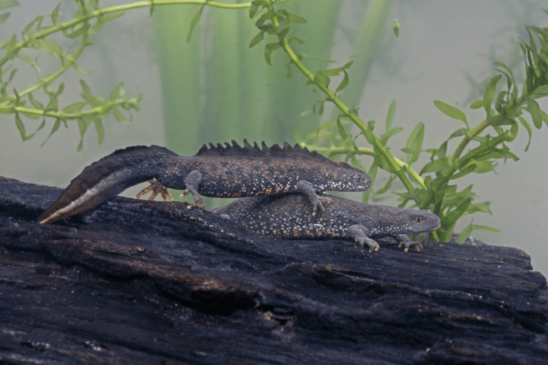 Swimming Pond For Great Crested Newts: The Perfect Habitat