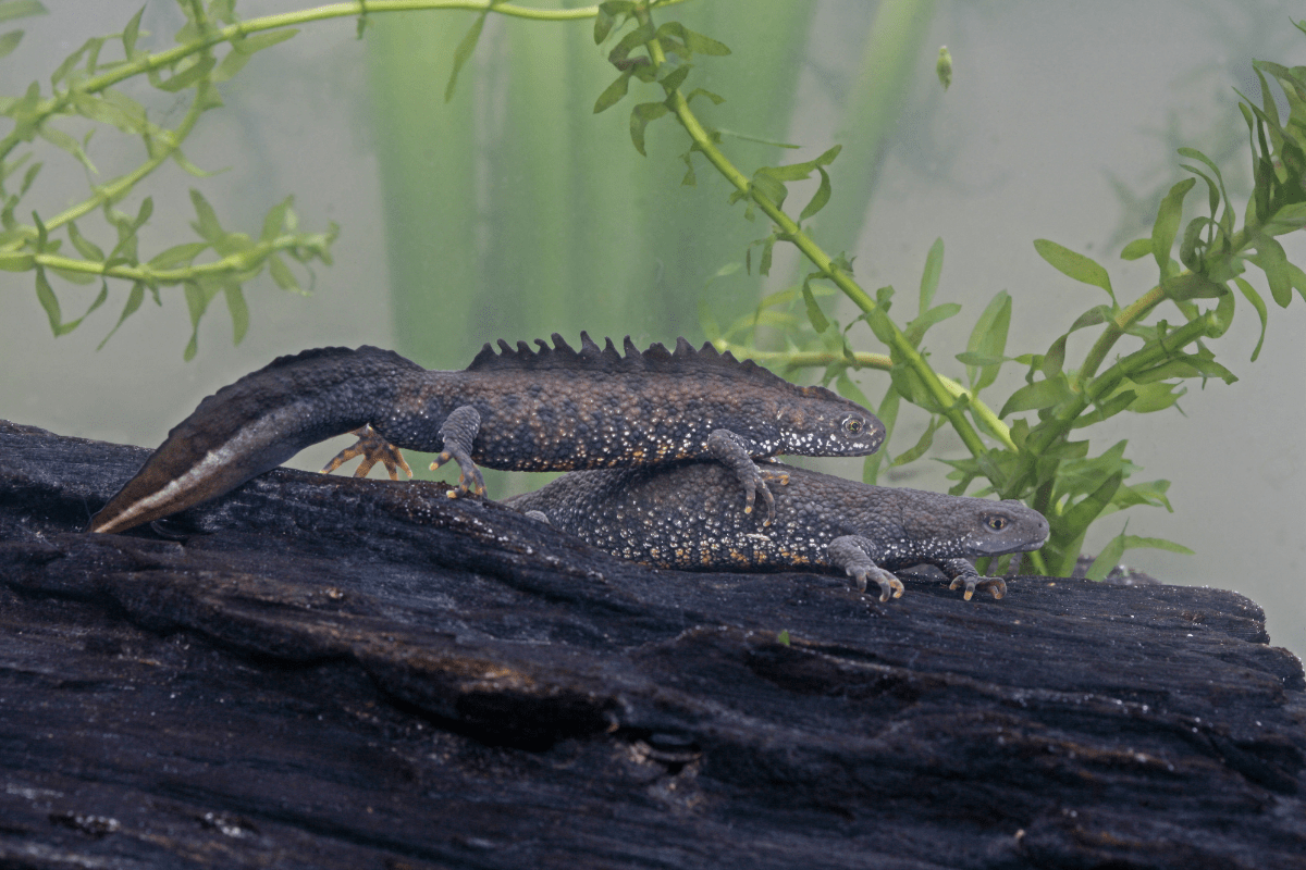Swimming Pond For Great Crested Newts: The Perfect Habitat