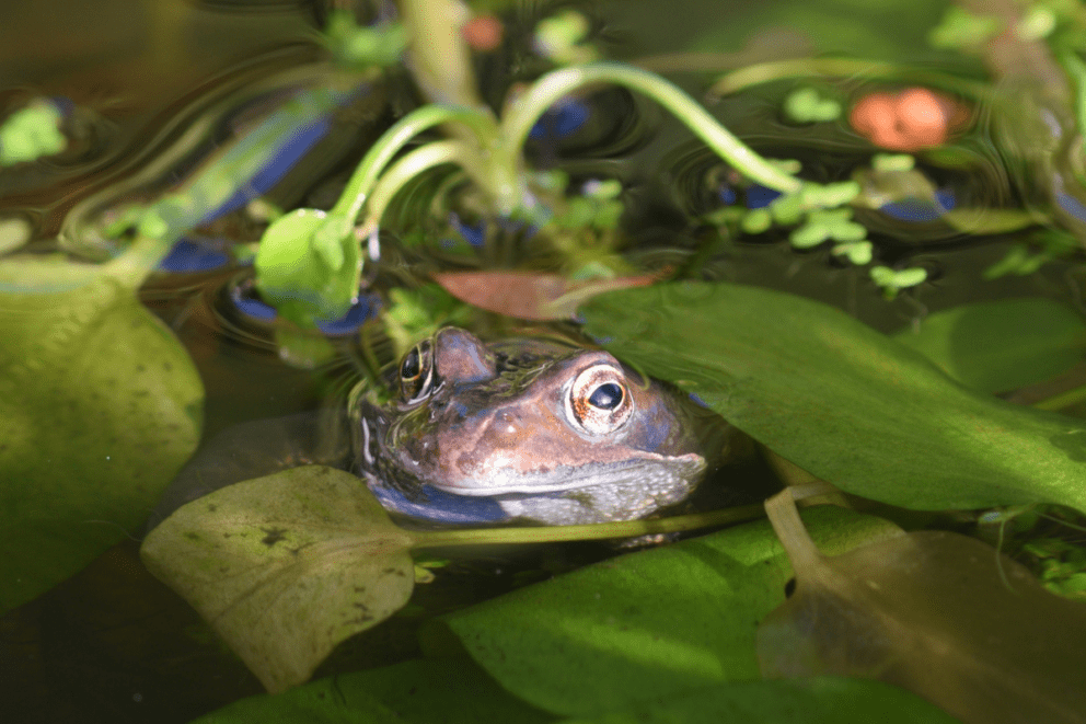 Pond Ecosystem Explained: Learn Its Role & Fascinating Facts