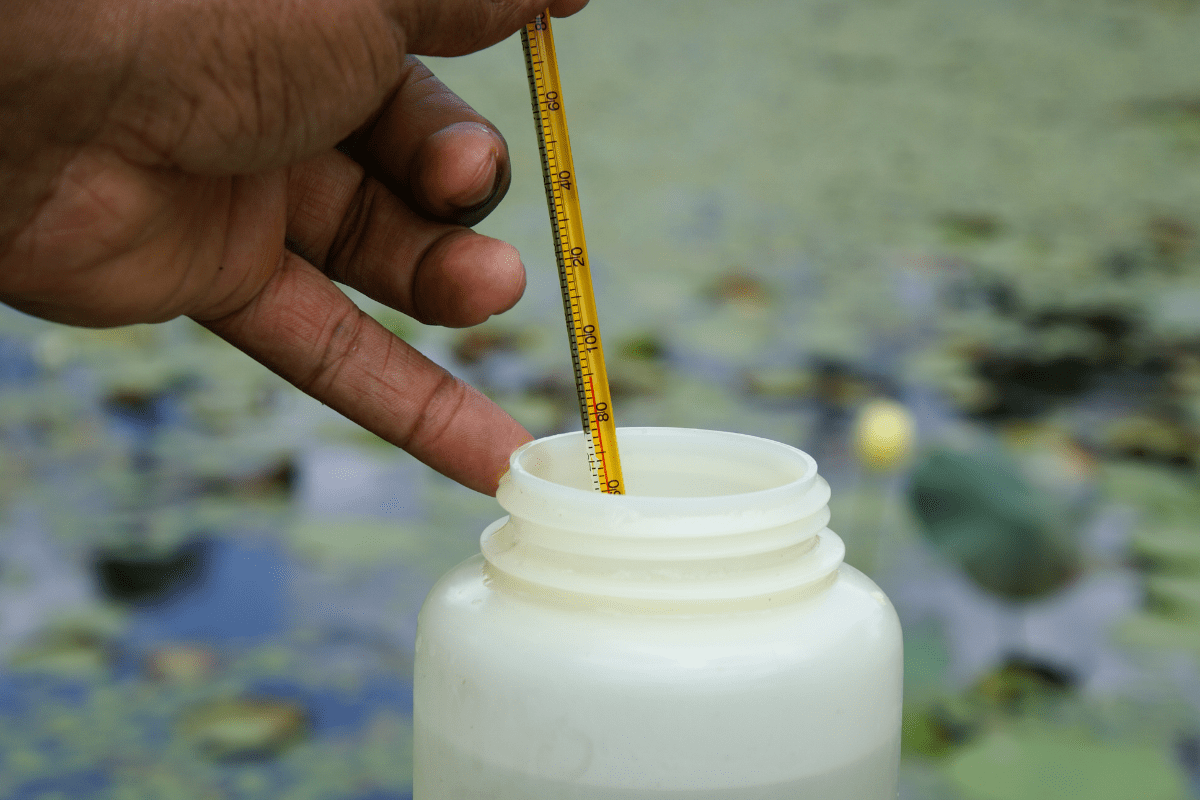 How To Test Pond Water In 4 Steps: Expert Guide & Tips