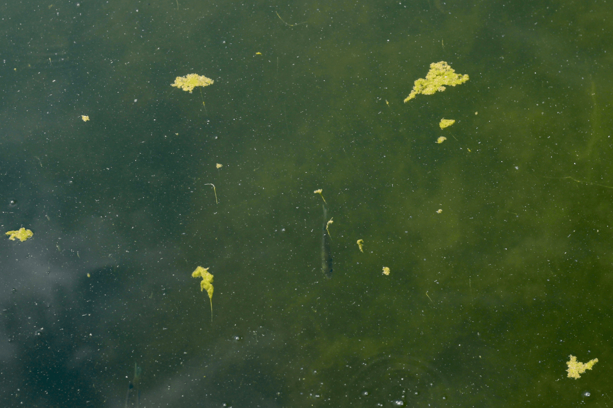 Swim Pond Problems: 7 Common Issues And Expert Solutions