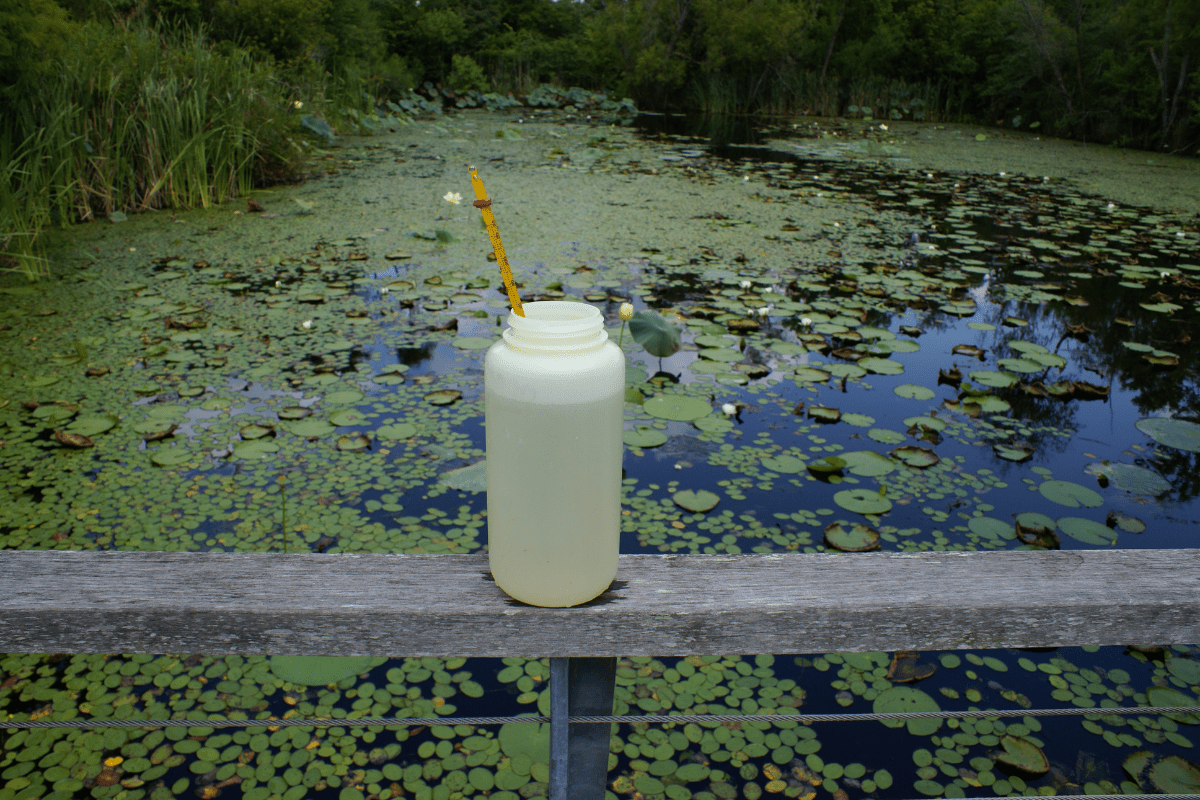 How To Test Pond Water In 4 Steps: Expert Guide & Tips