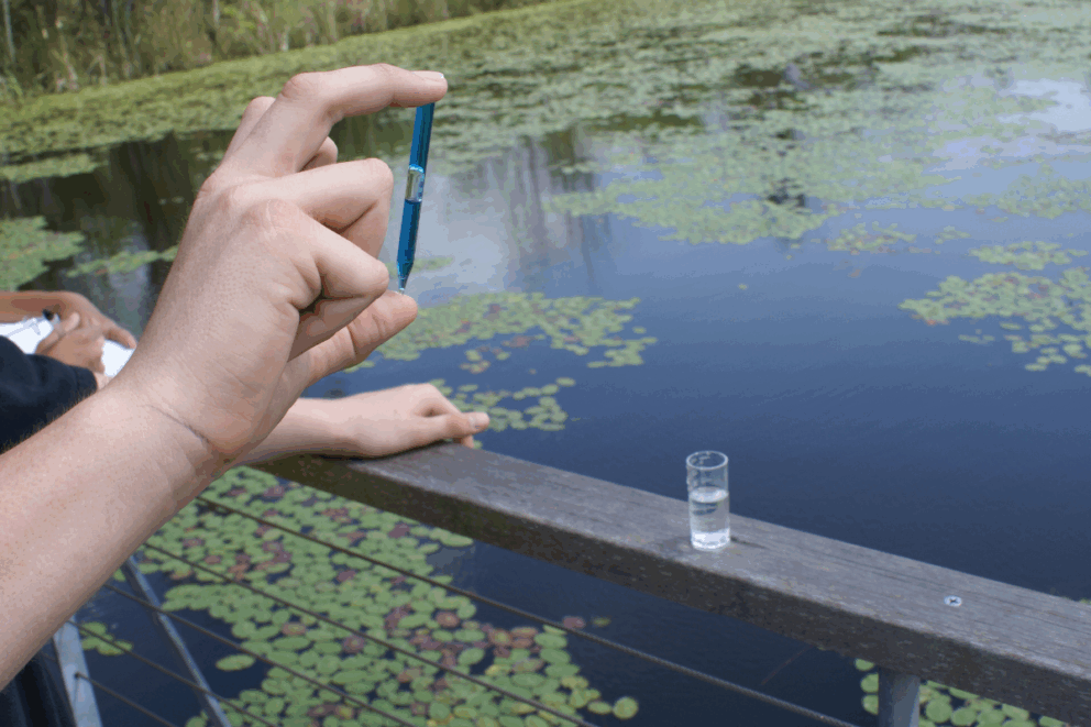 How To Test Pond Water In 4 Steps: Expert Guide & Tips